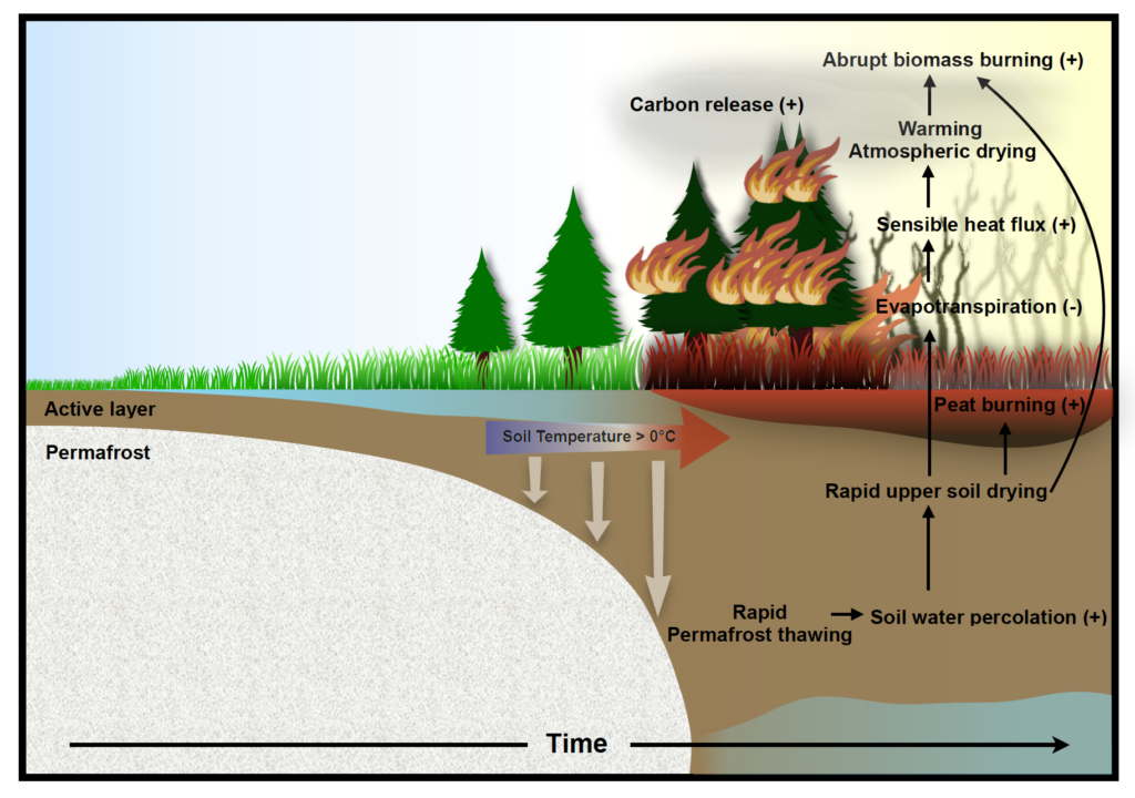 Abrupt intensification of northern wildfires due to future permafrost ...
